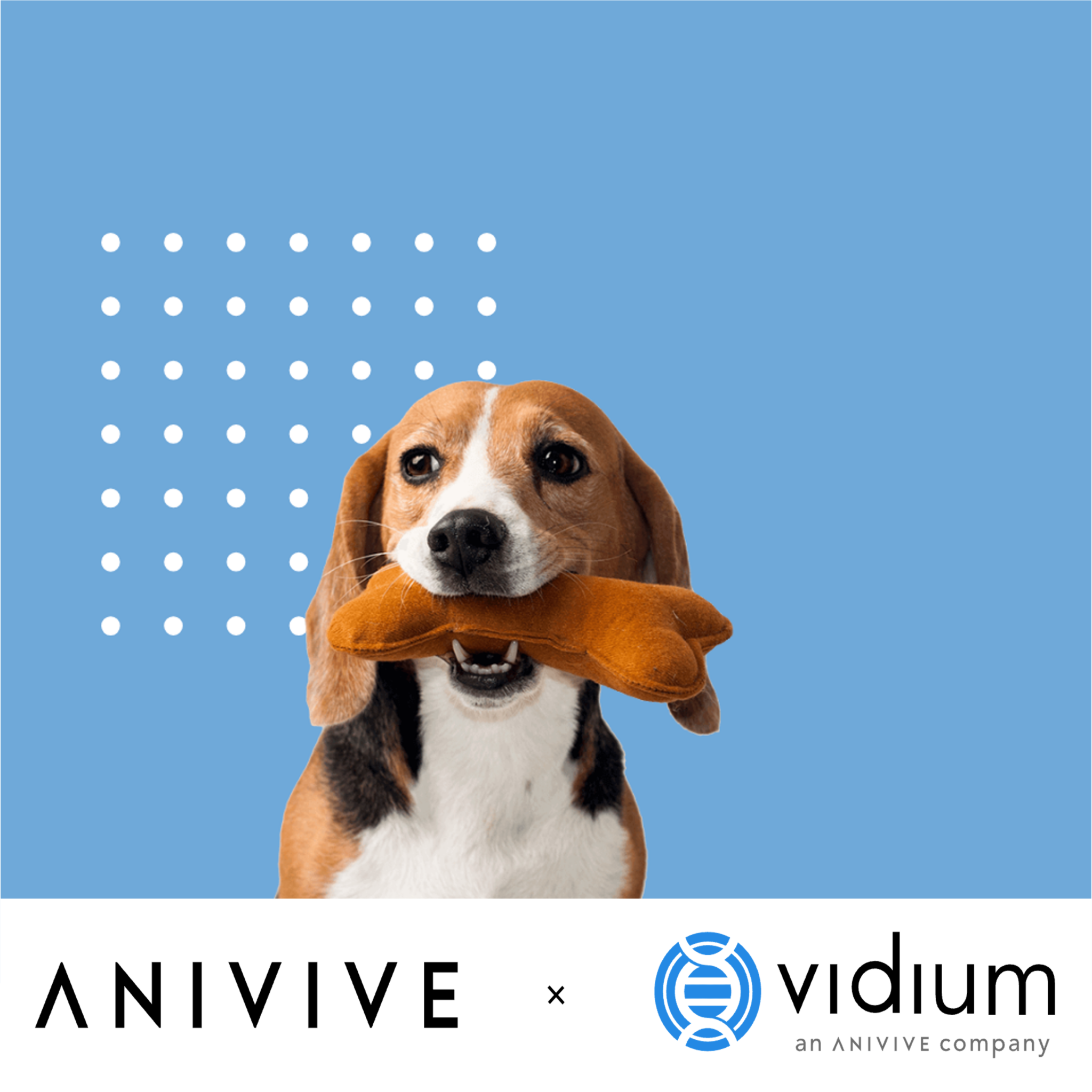Homepage - Vidium Animal Health